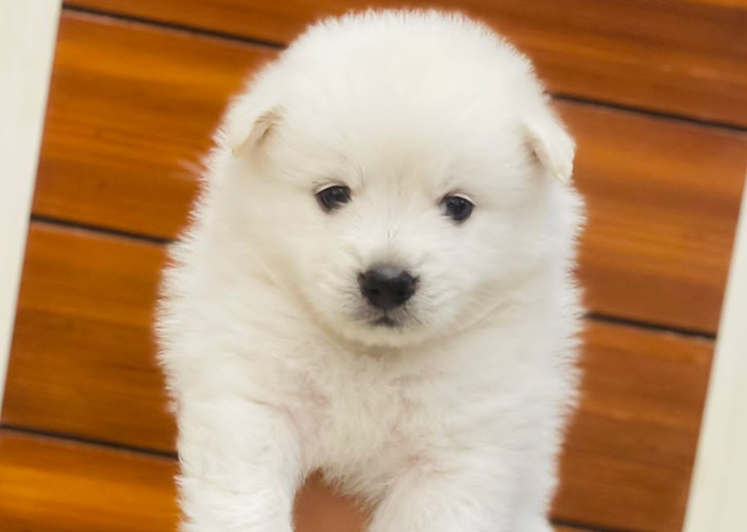 Pomeranian Puppy Price in India | Pomeranian Dog Price - Premium Pet House