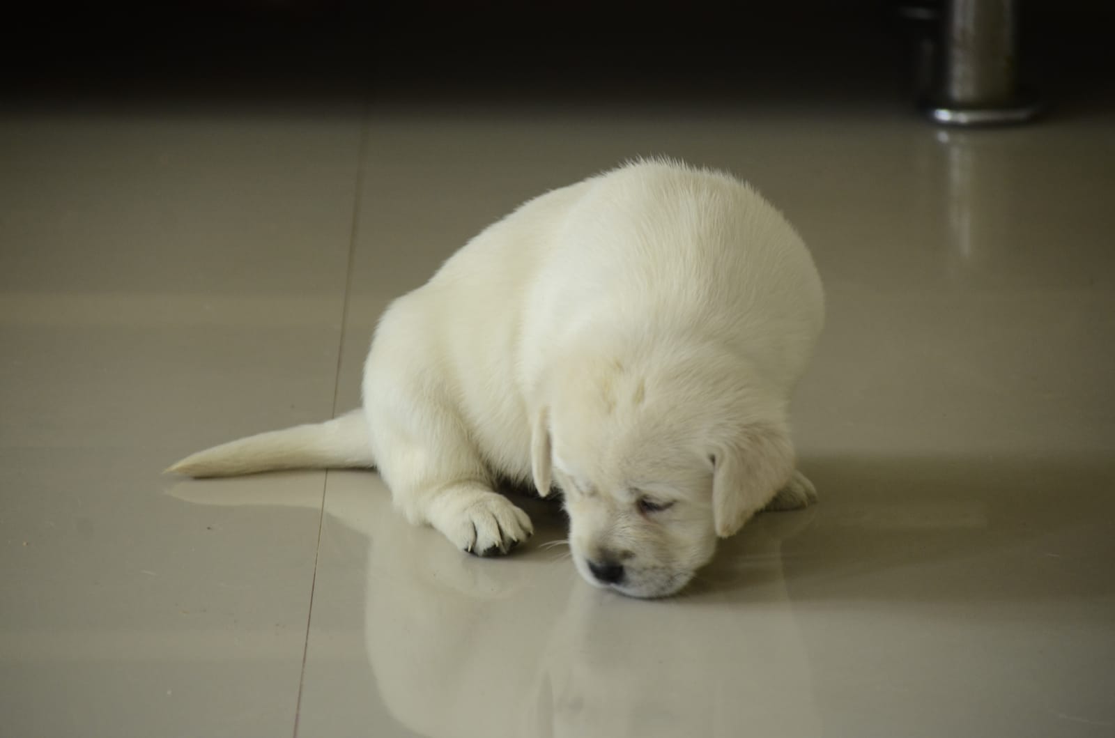 Labrador Retriever Price In India | Labrador Retriever Puppies For Sale ...