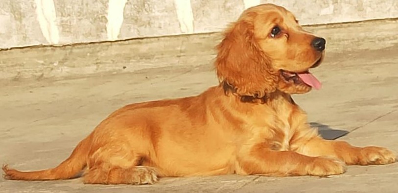Cocker Spaniel Price In India | Cocker Spaniel Puppies For Sale India ...