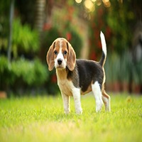 Beagle Price in India | Beagle For Sale In India | Beagle Puppies Price ...