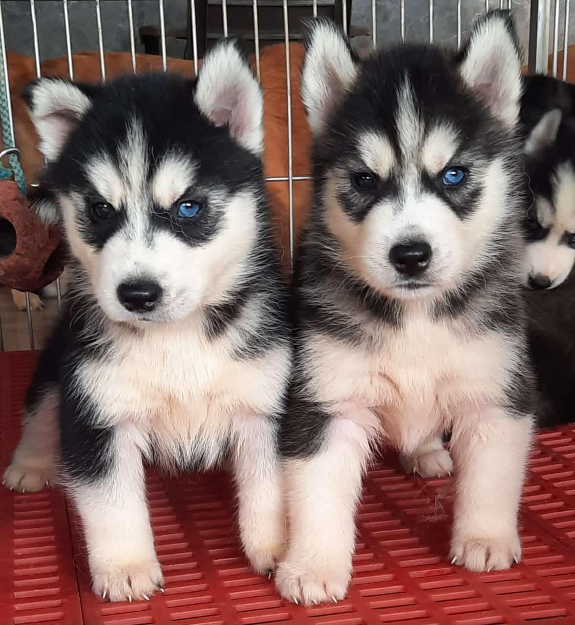 Siberian Husky Price In India Premium Pet House Siberian Husky Price In India Premium Pet House
