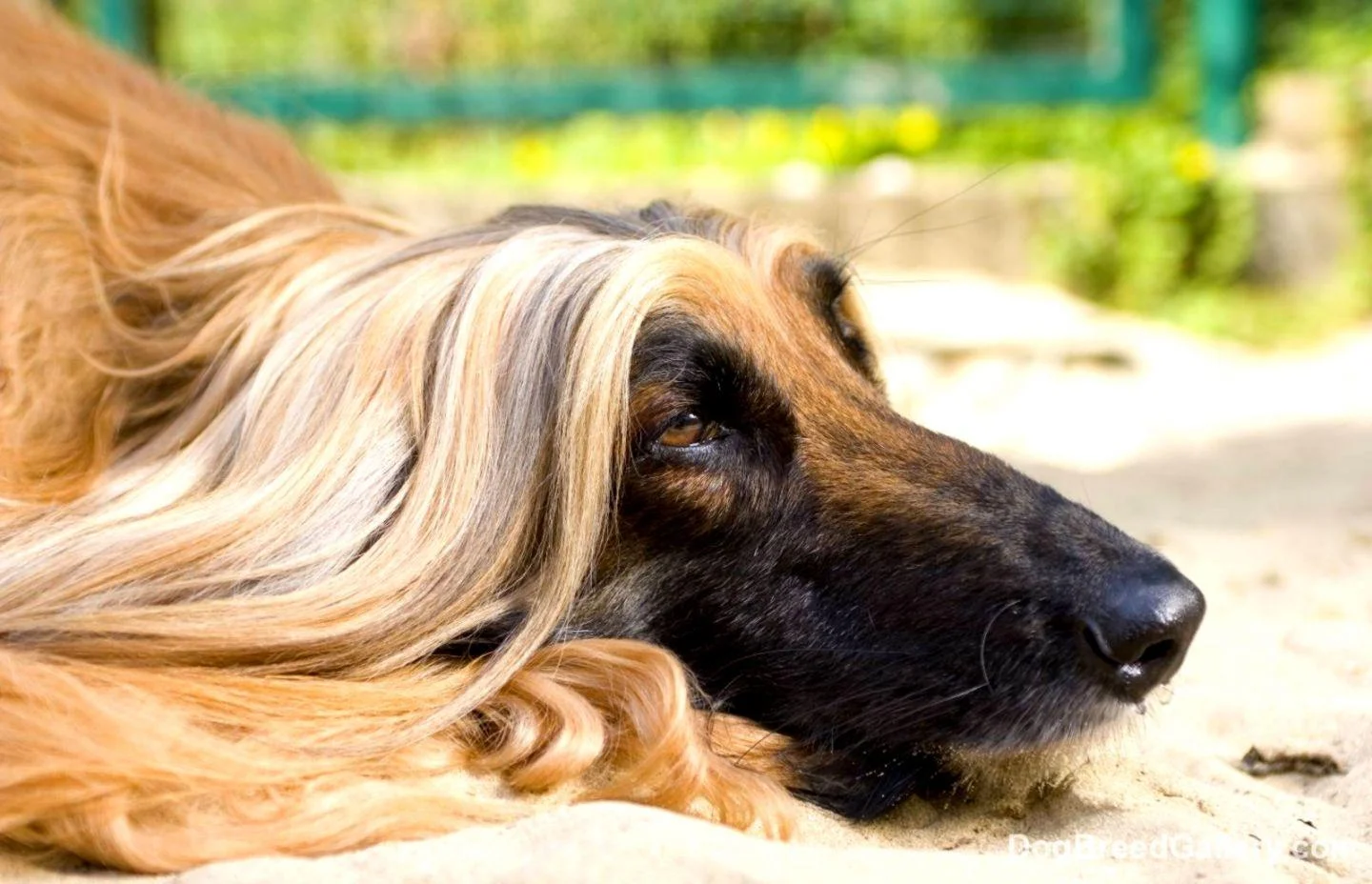 Afghan Hound Price In India - Premium Pet House