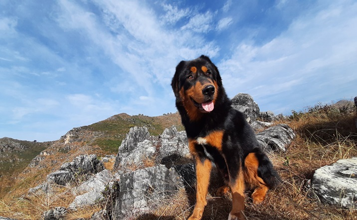 Himalayan Shepherd (Himalayan Sheepdog) Price In India - Premium Pet House