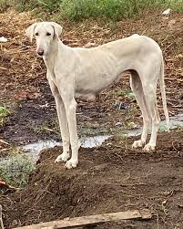 Mudhol Hound Price in India | Mudhol Hound Puppies For Sale In India ...