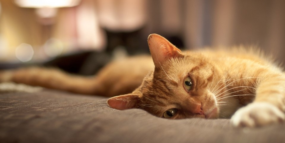 Ginger Cat Price in India - Premium Pet House